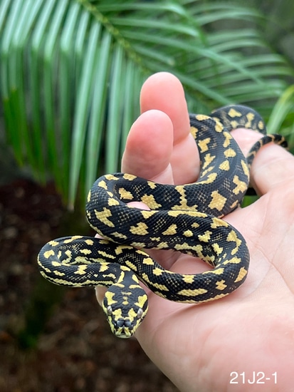 2021 Jungle Carpet Python (Jag Sib) Female by Tampa Snakes