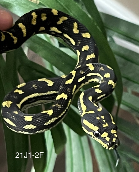 2021 Jungle Carpet Python Female by Tampa Snakes