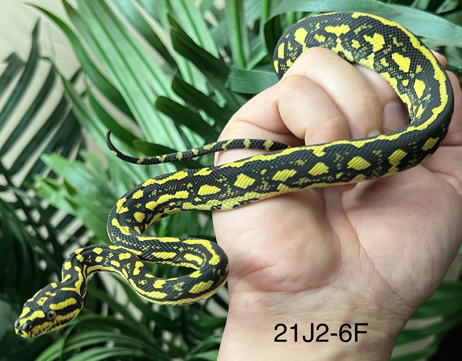 2021 (Jag Sib) Female Jungle Carpet Python by Tampa Snakes - MorphMarket