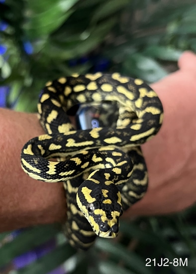 Male Jungle Carpet Python (Jag Sib) by Tampa Snakes