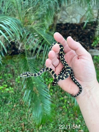 Jungle Carpet Python by Tampa Snakes
