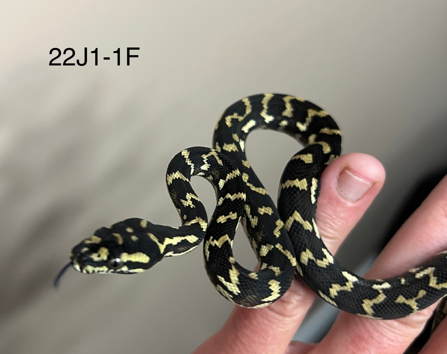 Female Jungle Carpet Python by Tampa Snakes - MorphMarket