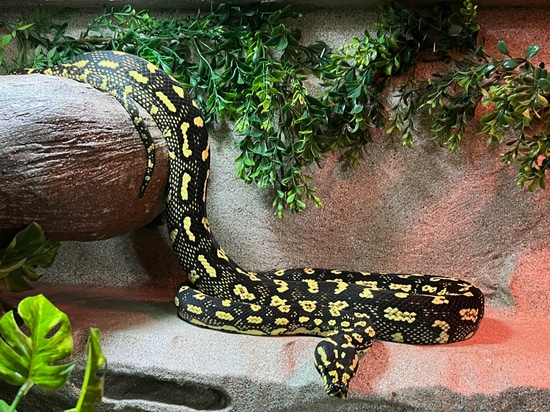 2017 Male Jungle Carpet Python - Sarasota by Tampa Snakes