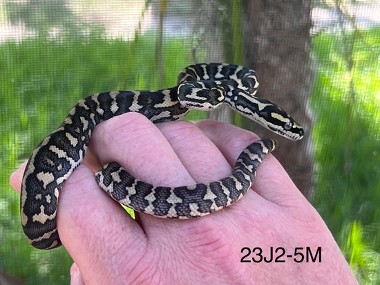 2023 Jungle Carpet Python Male by Tampa Snakes