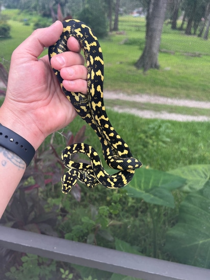 2022 Female Jungle Carpet Python by Tampa Snakes