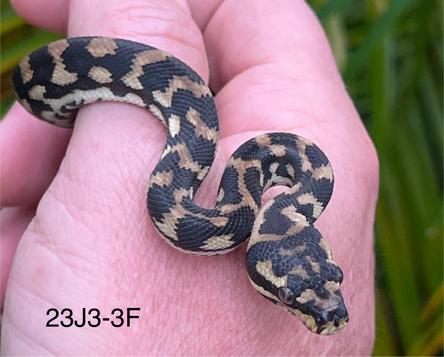 2023 Female Jungle (Gamma DJJ Sib) Jungle Carpet Python by Tampa Snakes ...