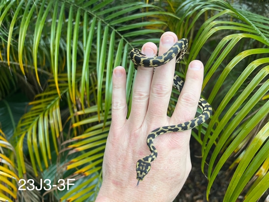 2023 Female Jungle (Gamma DJJ Sib) Jungle Carpet Python by Tampa Snakes