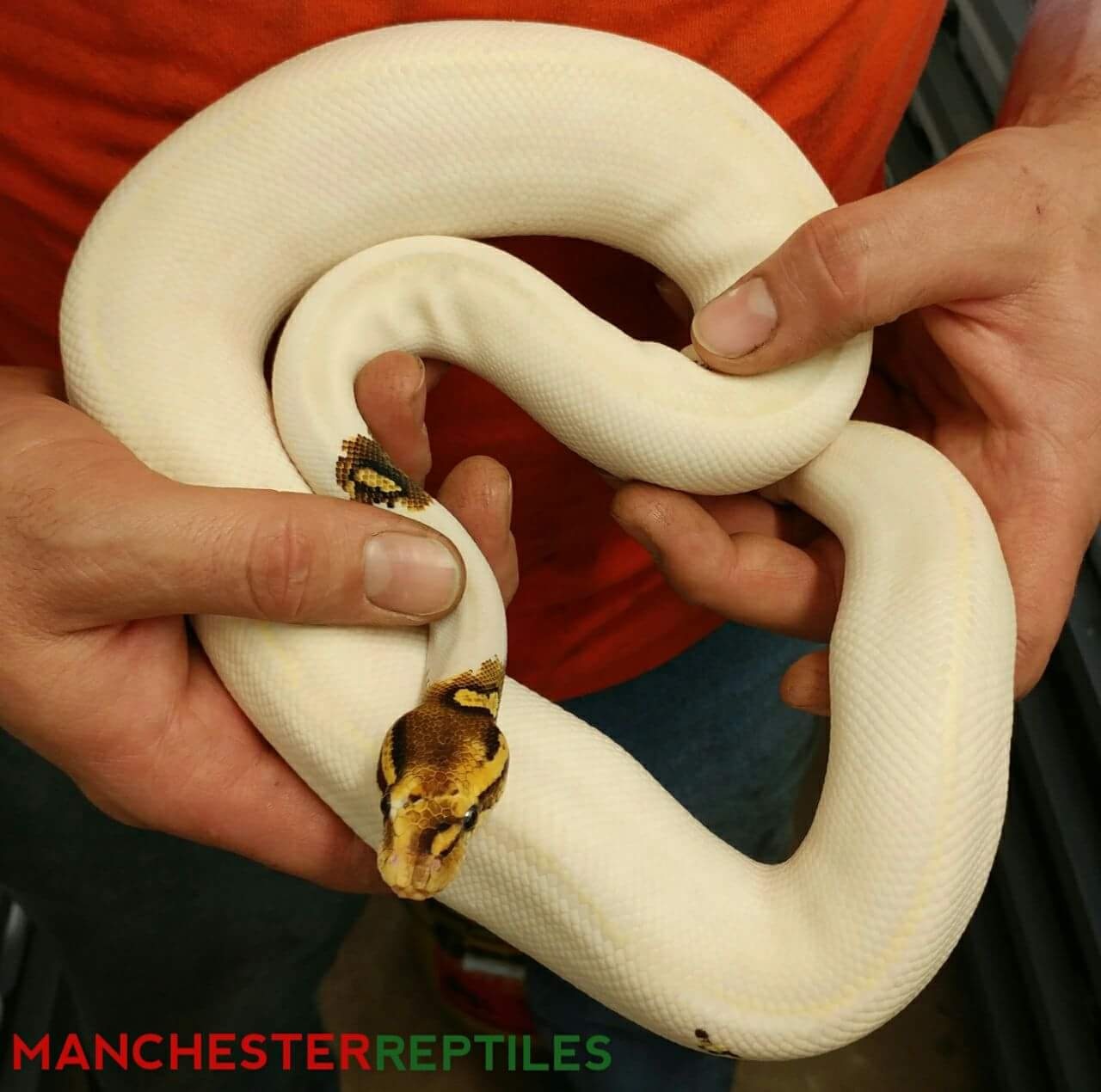 Ivory Paradox Ball Python by Manchesterreptiles - MorphMarket