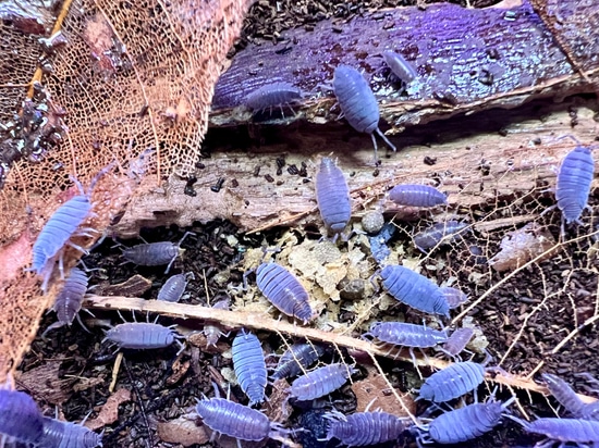 15 Powder Blue Isopods: Porcellionides Pruinosus by Many Geckos