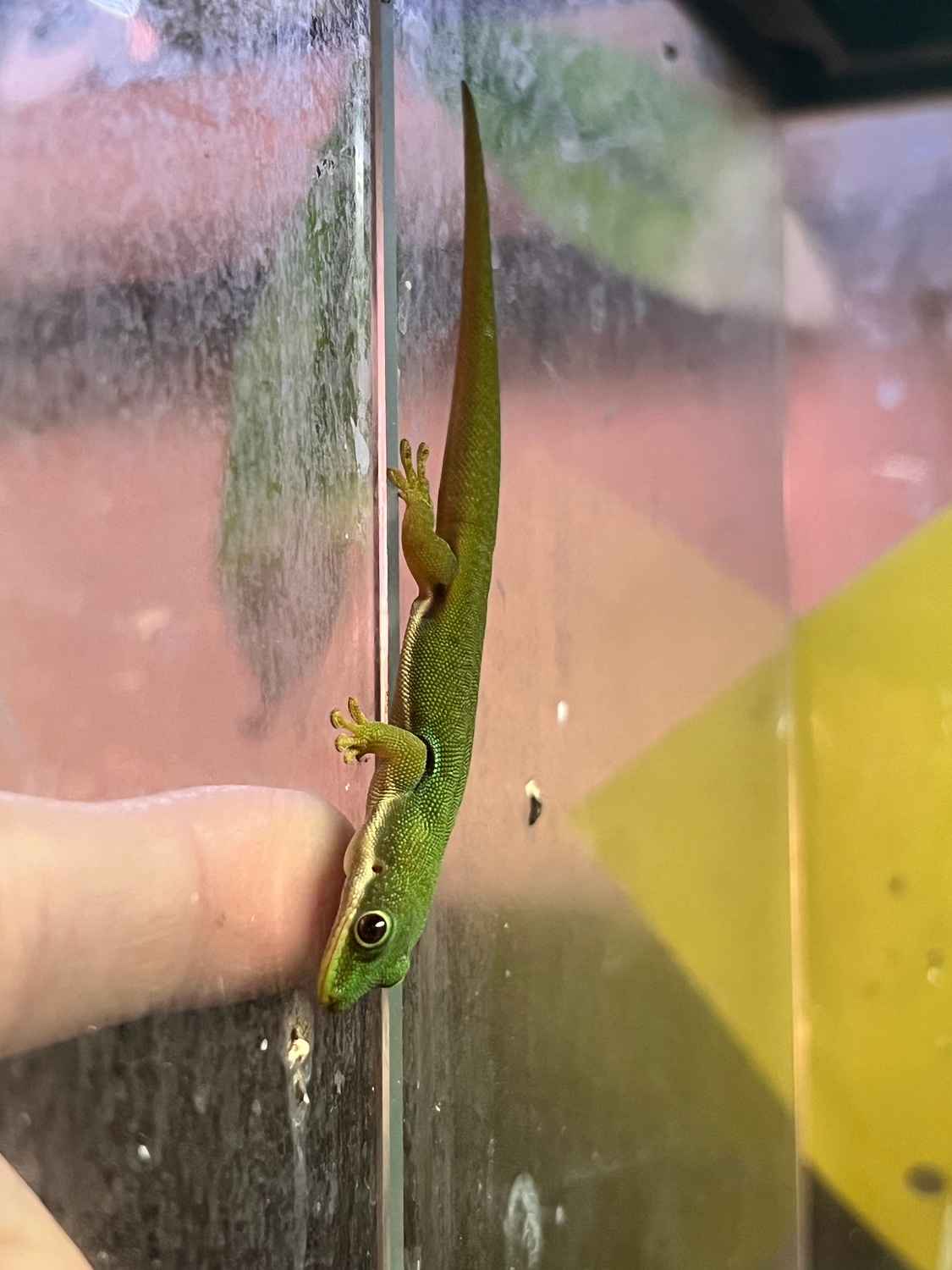 Peacock Pair Day Gecko by Many Geckos - MorphMarket