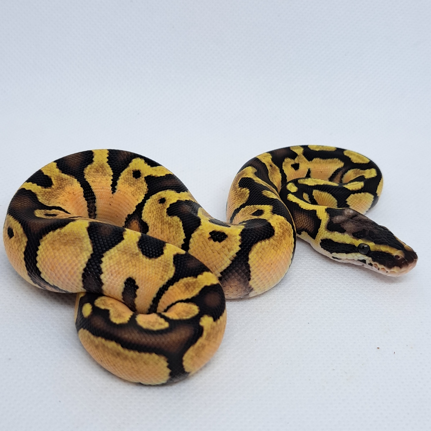 Pastel Enchi Ball Python by Center Ridge Reptiles - MorphMarket