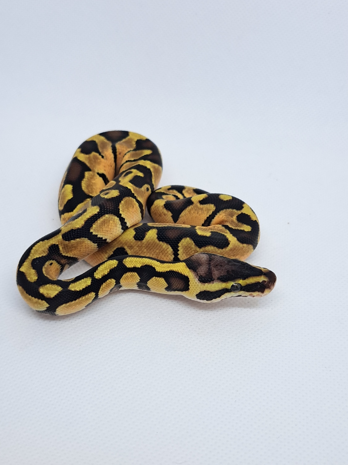 Pastel Enchi Ball Python by Center Ridge Reptiles - MorphMarket