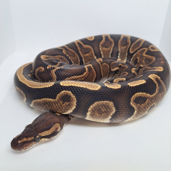 Leopard GHI 100% Het Genetic Stripe Ball Python by Center Ridge Reptiles