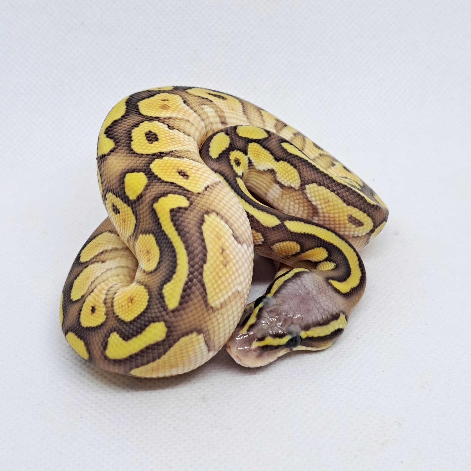 Pastel Butter Hypo Ball Python by Center Ridge Reptiles - MorphMarket