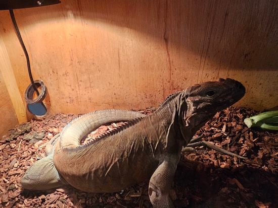 Rhino Other Iguana by Central Texas Reptiles