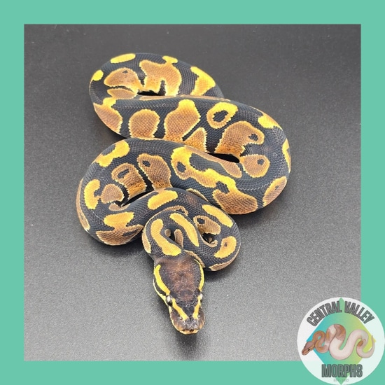 (Oreo) Poss TH Hypo, Pied, Ultramel Ball Python by Central Valley Morphs