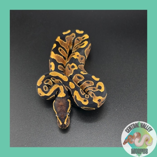 (Milano) Poss Tripple Het Hypo, Pied Ultramel Ball Python by Central ...