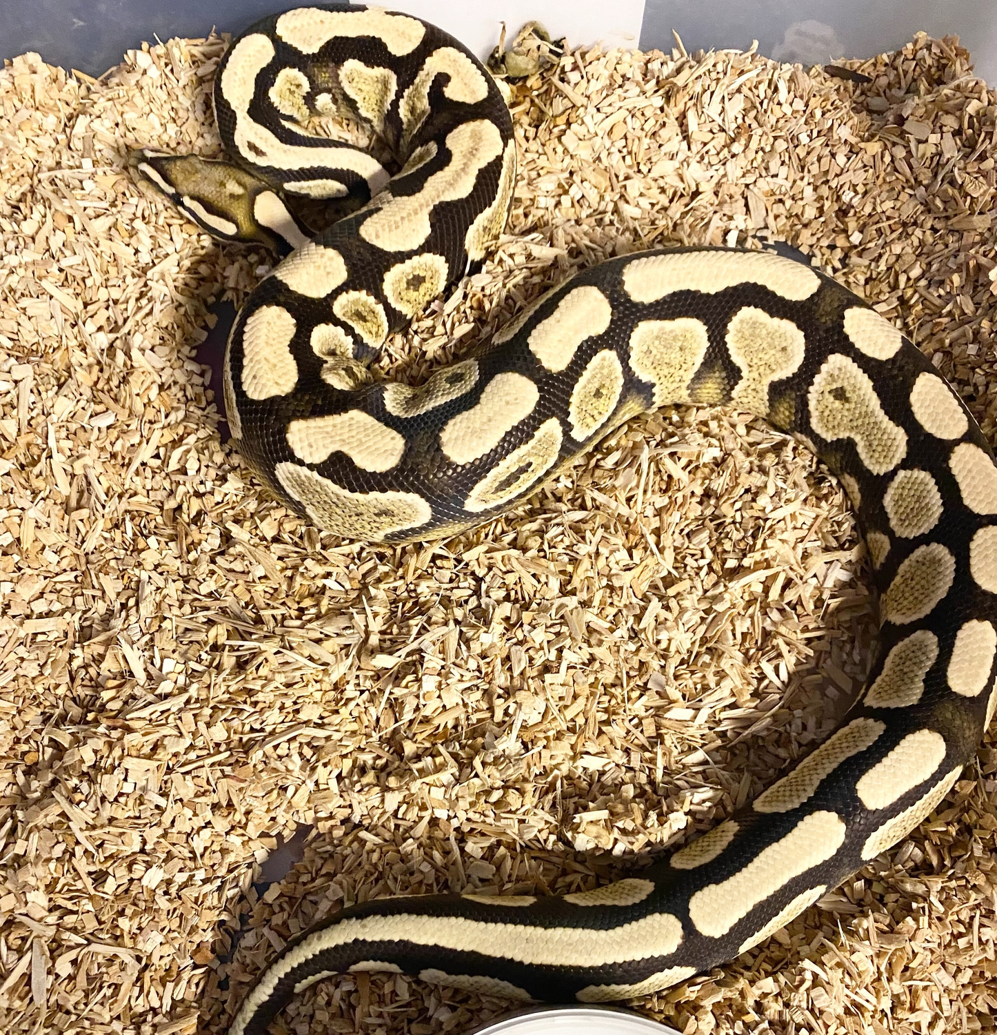 Yellowbelly Desert Ghost Ball Python by Henley Reptiles - MorphMarket
