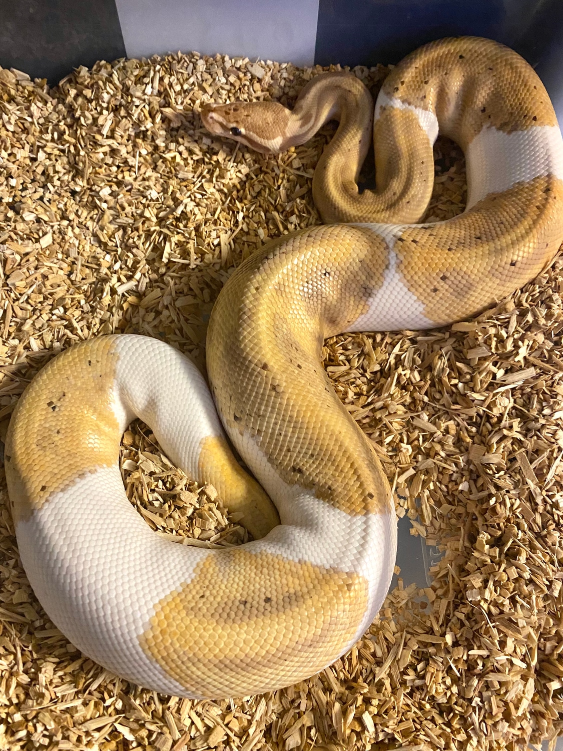 Coral Glow Pied Ball Python by Henley Reptiles - MorphMarket