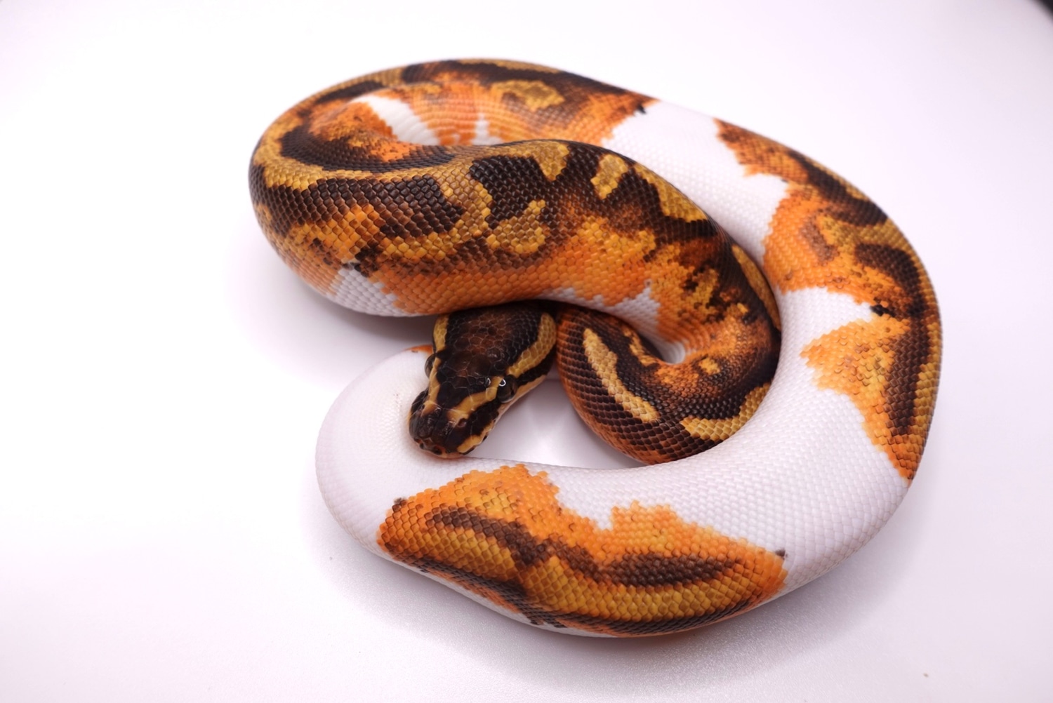 YB Enchi Pied Het Hypo Ball Python by Henley Reptiles - MorphMarket