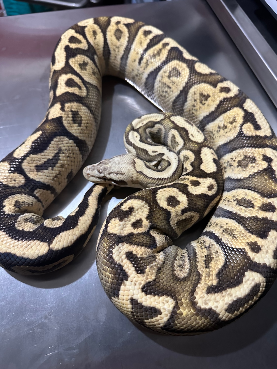 GHI Firefly Ball Python by Henley Reptiles - MorphMarket