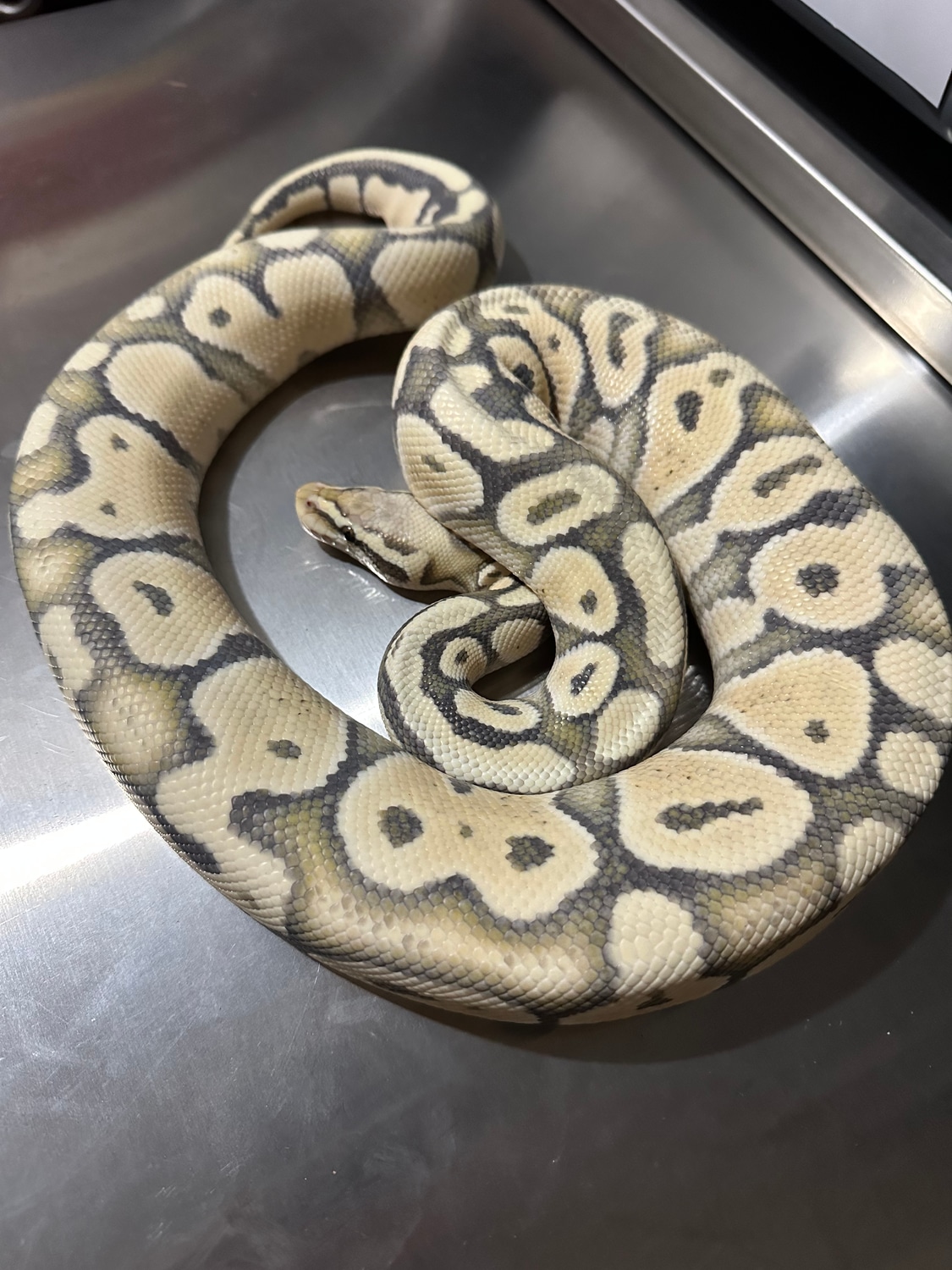 Pastel DG Hypo Ball Python by Painted Scalez - MorphMarket