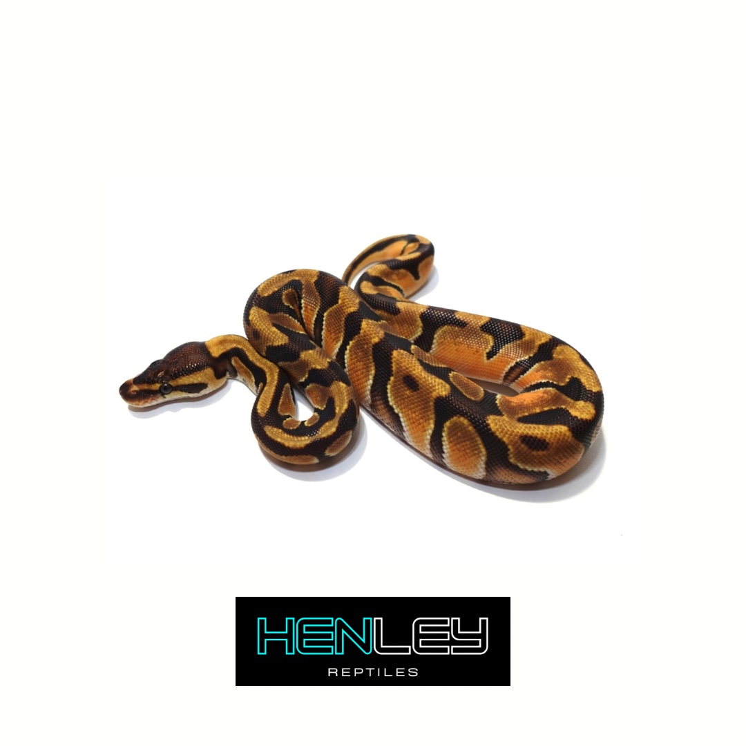 ODYB Enchi Double Het Ultramel Clown Ball Python by Henley Reptiles ...