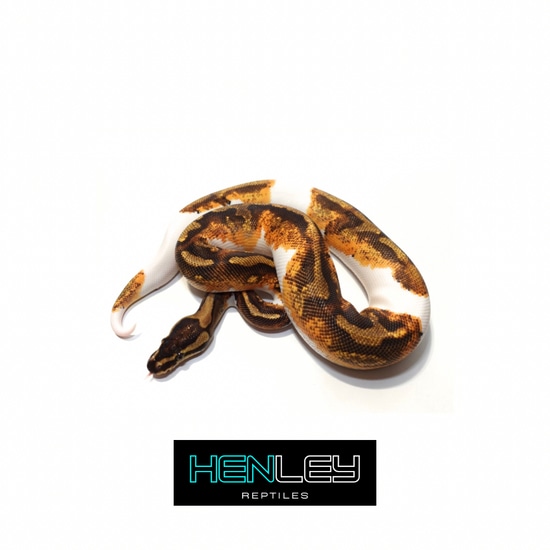 (NO RESERVE) YB Enchi Pied Het Hypo (Poss. GeneX) + Proven Het Pied Female Ball Python by Henley ...