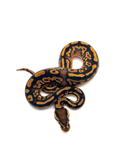 Orange Dream (Poss. Super OD) Yellowbelly Black Pastel Het Clown Het ...