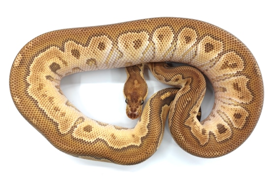 Mojave Clown Het Puzzle Ball Python by Henley Reptiles