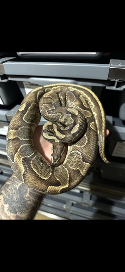 Adult Females-Het Hypo Group Ball Python by Henley Reptiles