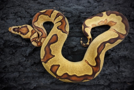 ODYB (RS) Enchi Clown Ball Python by Henley Reptiles