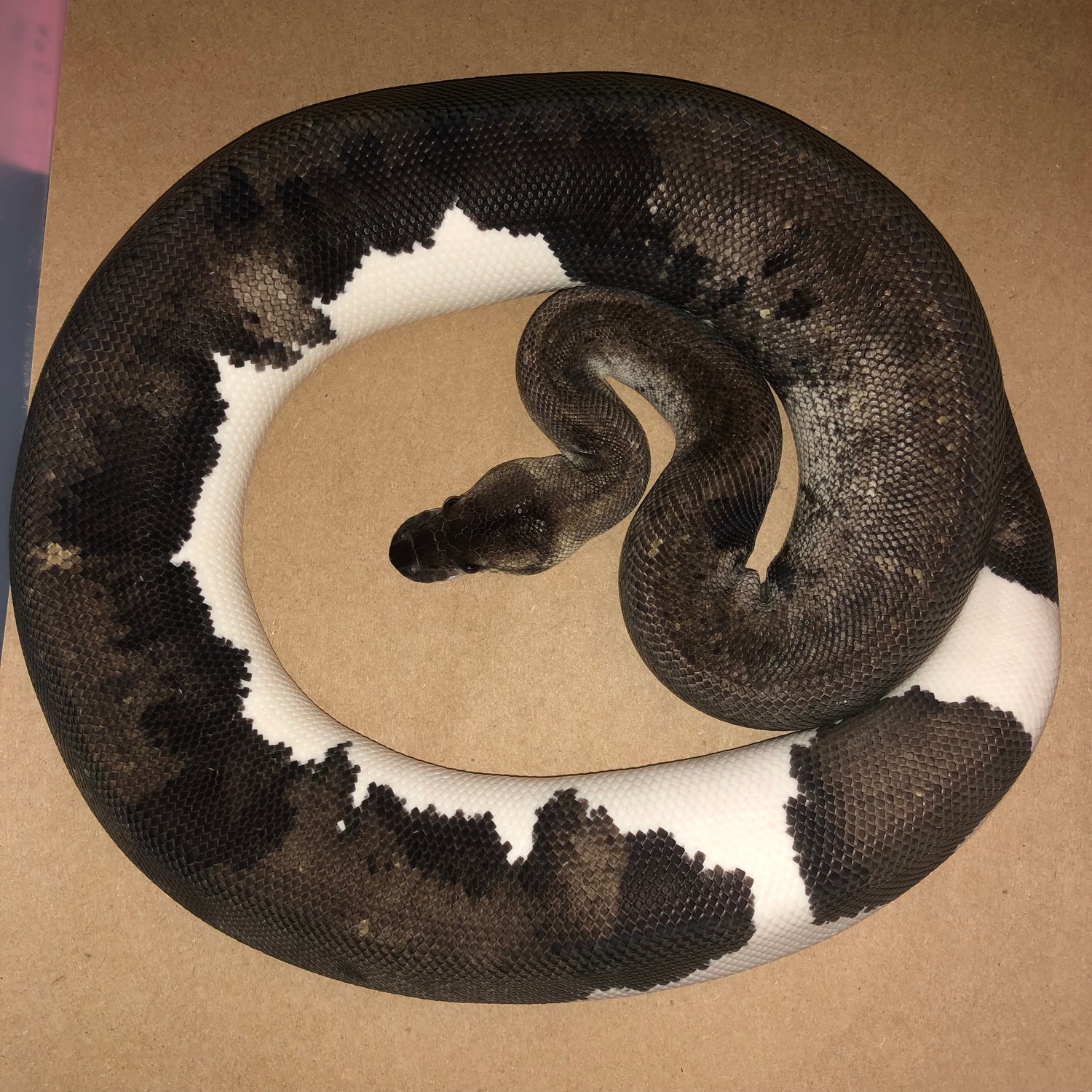 Urban Camo Silver Bullet 100% Het Pied Ball Python by Astral Pythons ...