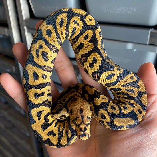 Spotnose Confusion Clown Ball Python by Astral Pythons