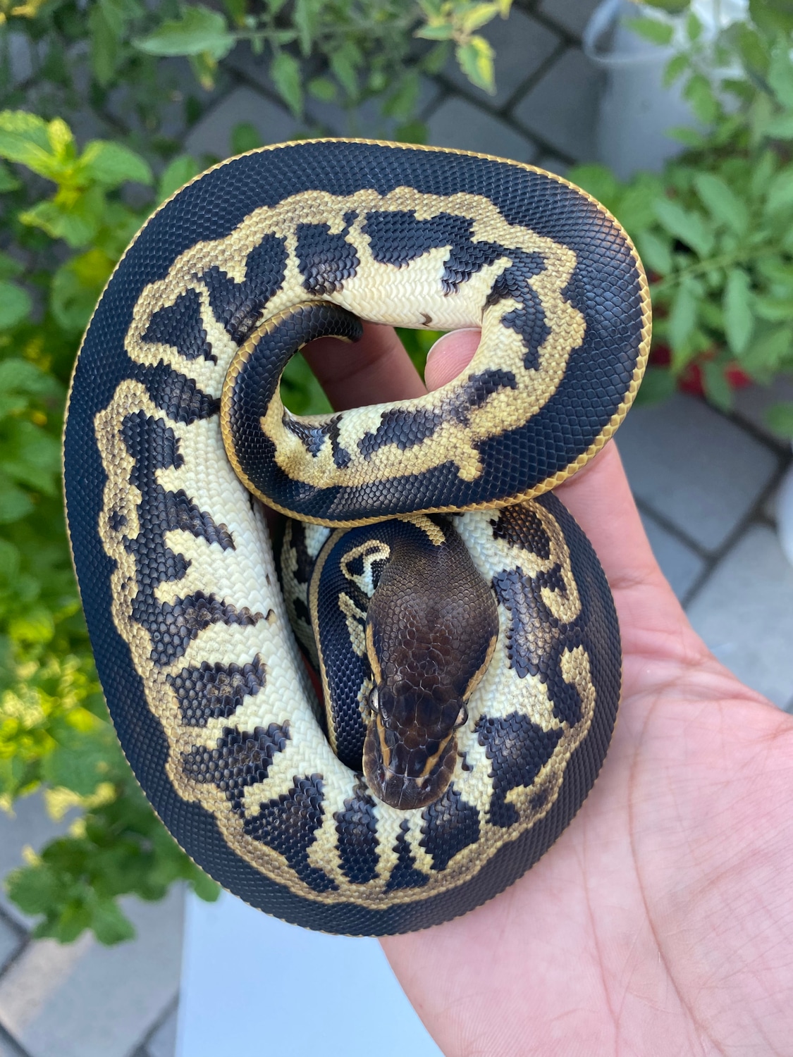 Leopard Bongo Het Clown Het Pied Het Lavender Albino Ball Python by ...