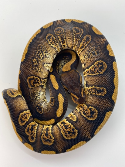 Stranger Redstripe Het Clown Ball Python by Astral Pythons