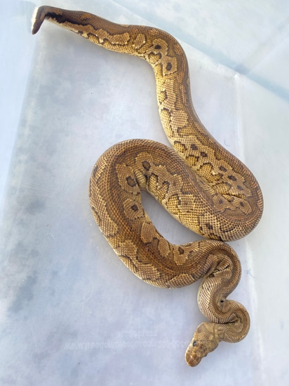 Black Pastel Yellow Belly Red Stripe Clown Ball Python by Astral Pythons