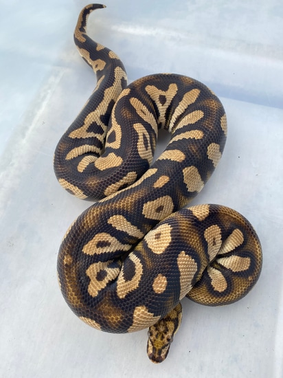 ORIGINAL Dark Knight (Chocolate Spotnose Clown) Ball Python by Astral ...