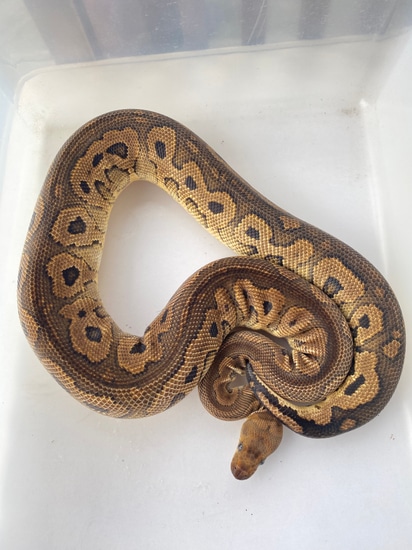 Black Pastel Red Stripe Clown Ball Python by Astral Pythons