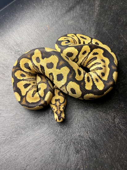 Spotnose Clown Het Desert Ghost Ball Python by Astral Pythons