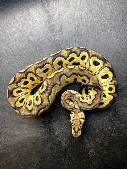Chocolate Clown Het Desert Ghost Pastel Ball Python by Astral Pythons