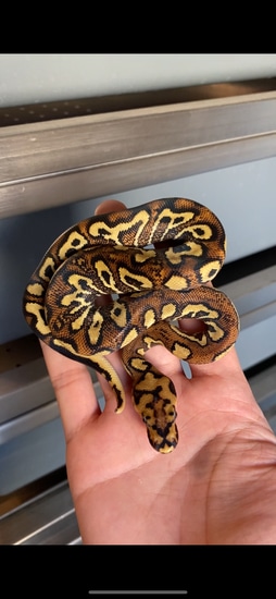 Spotnose Yellowbelly Clown Ball Python by Astral Pythons