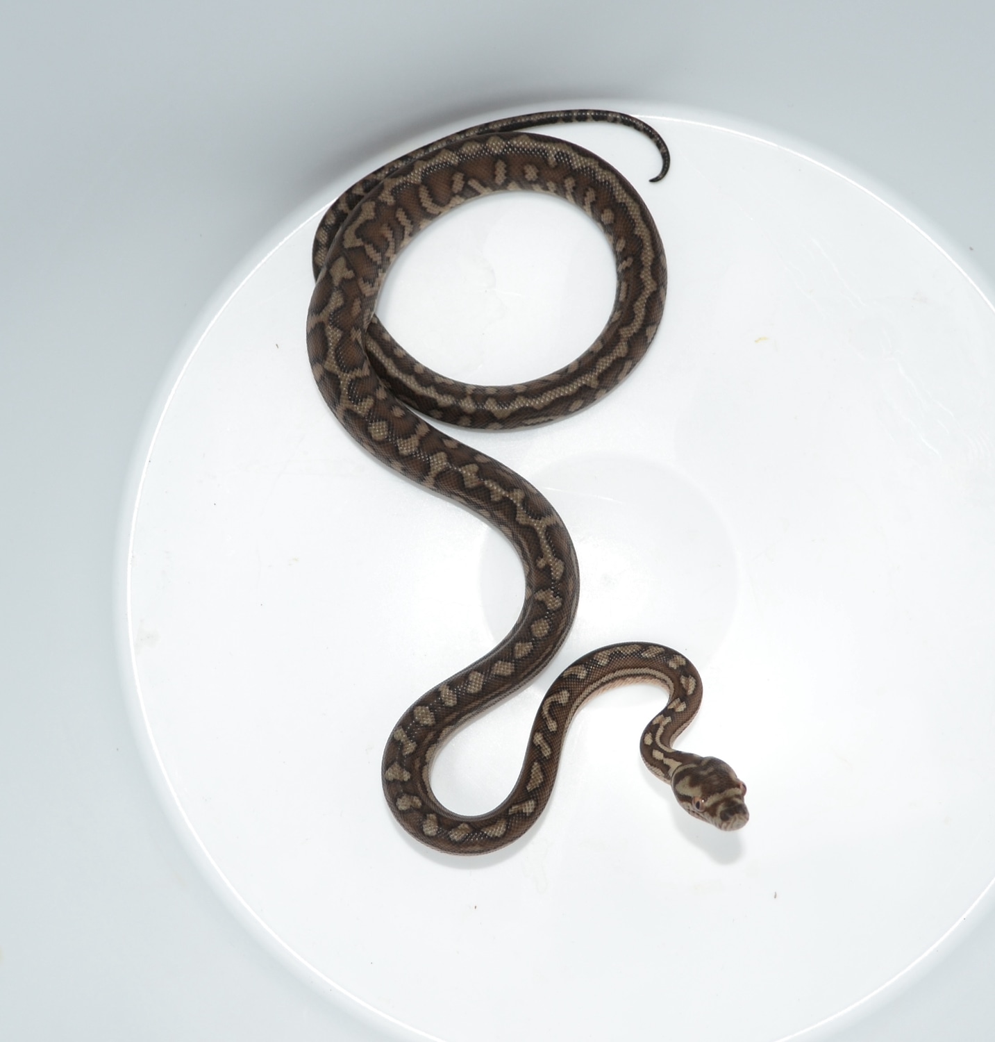 Female Hypo (50%) 66% Het. Striped Bredli Centralian Carpet Python by ...