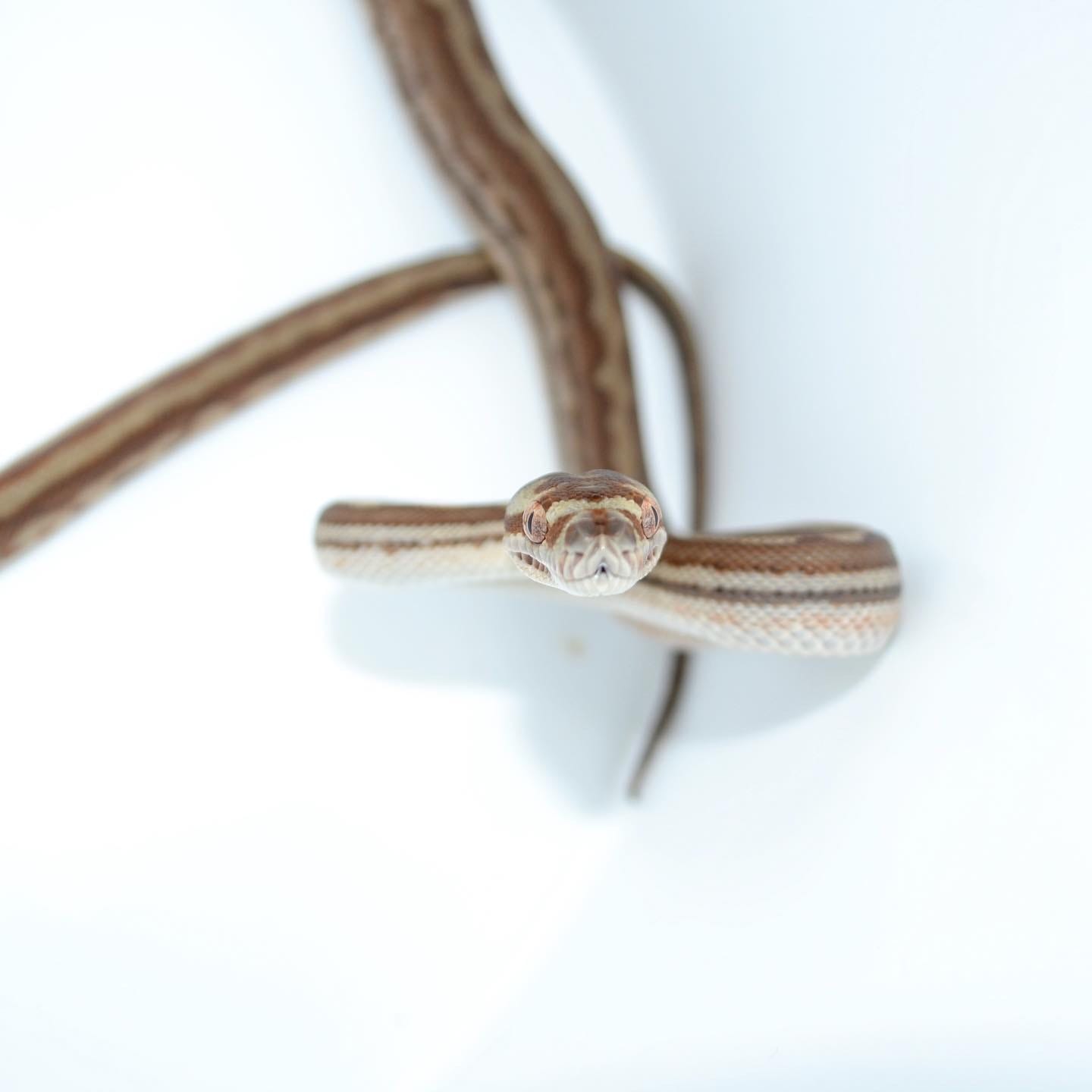 Hypo Striped Bredli Centralian Carpet Python by Centralian Exotics ...