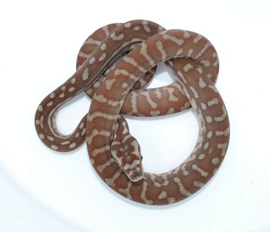 Female Hypo (50%) 66% Het. Striped Bredli Centralian Carpet Python by ...