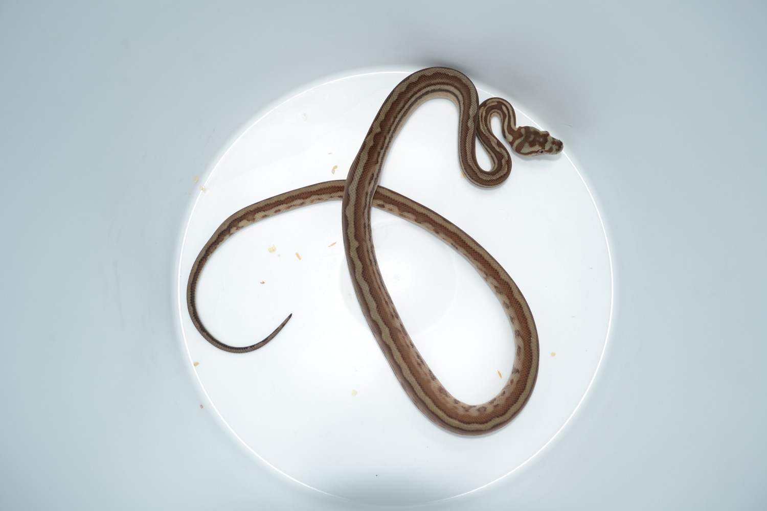 Hypo Striped Bredli Centralian Carpet Python by Centralian Exotics ...