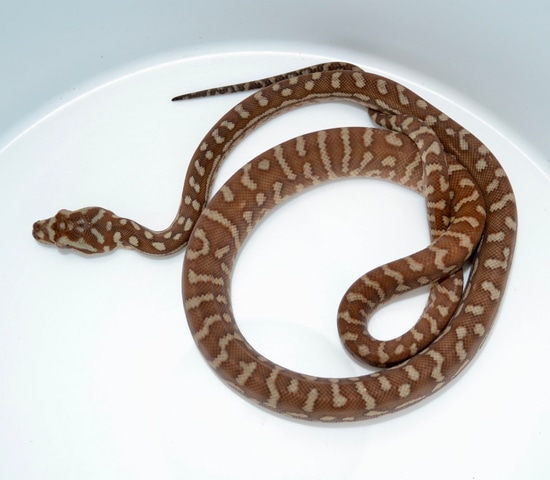 Hypo (50%) Poss. Het. Stripe Male Bredli Centralian Carpet Python by ...