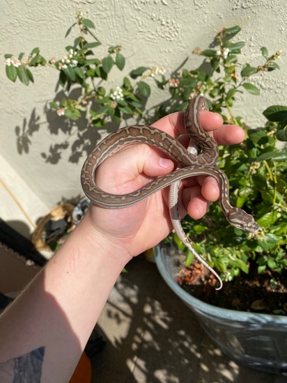 (F) Genetic Striped Morelia Bredli Centralian Carpet Python by ...