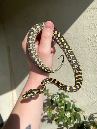 (F) Highlighter Line Jungle Carpet Jungle Carpet Python by Centralian Exotics