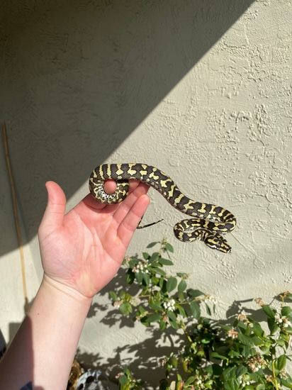 (M) Highlighter Line Jungle Carpet Jungle Carpet Python by Centralian ...